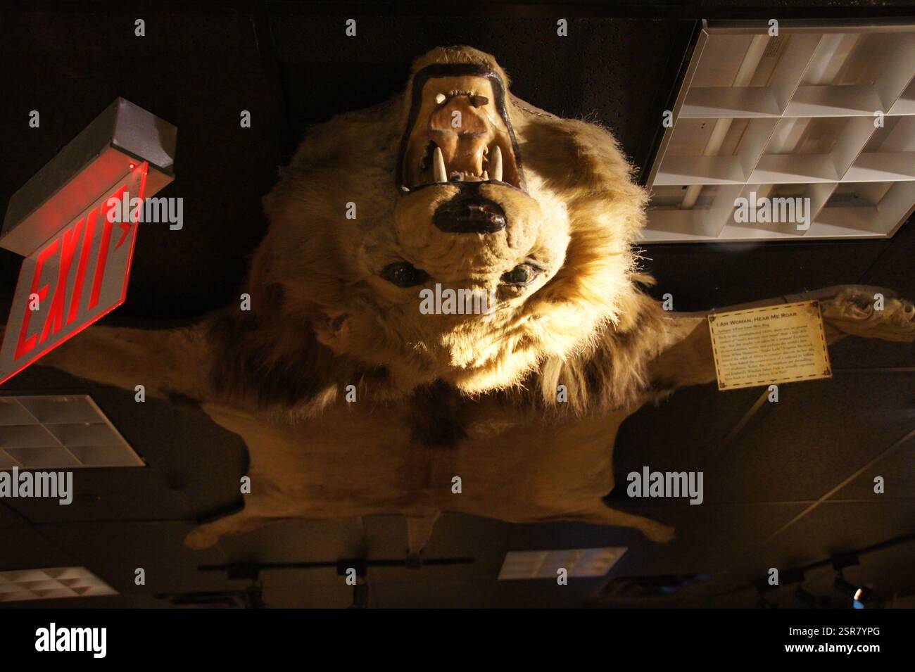 In New York, Manhattan (unlikely location for a seahorse!), a close-up ...