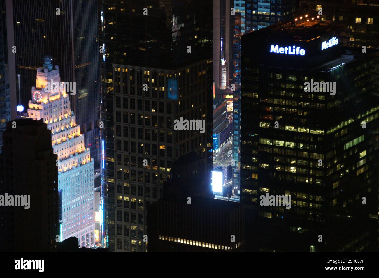 New York, Manhattan. A bright blue jay with a white chest and black ...