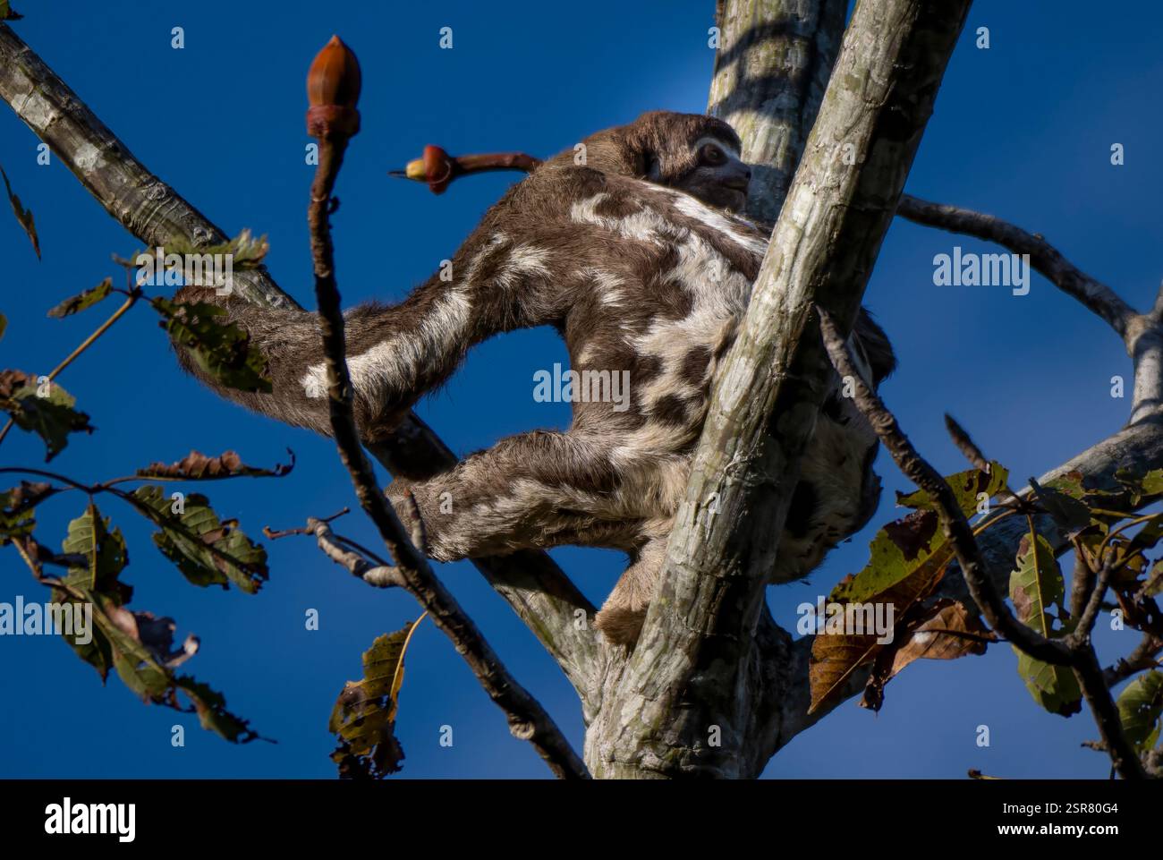 A three-fingered brown-throated sloth (Bradypus variegatus) in a tree ...