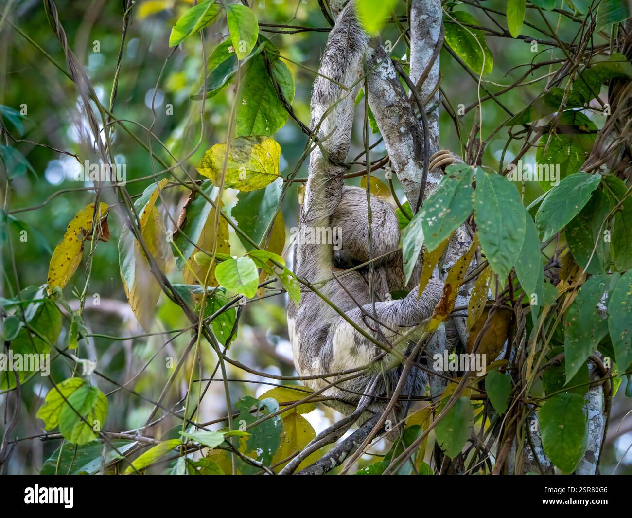 A white-throated three-fingered sloth (Bradypus tridactylus) in a tree ...