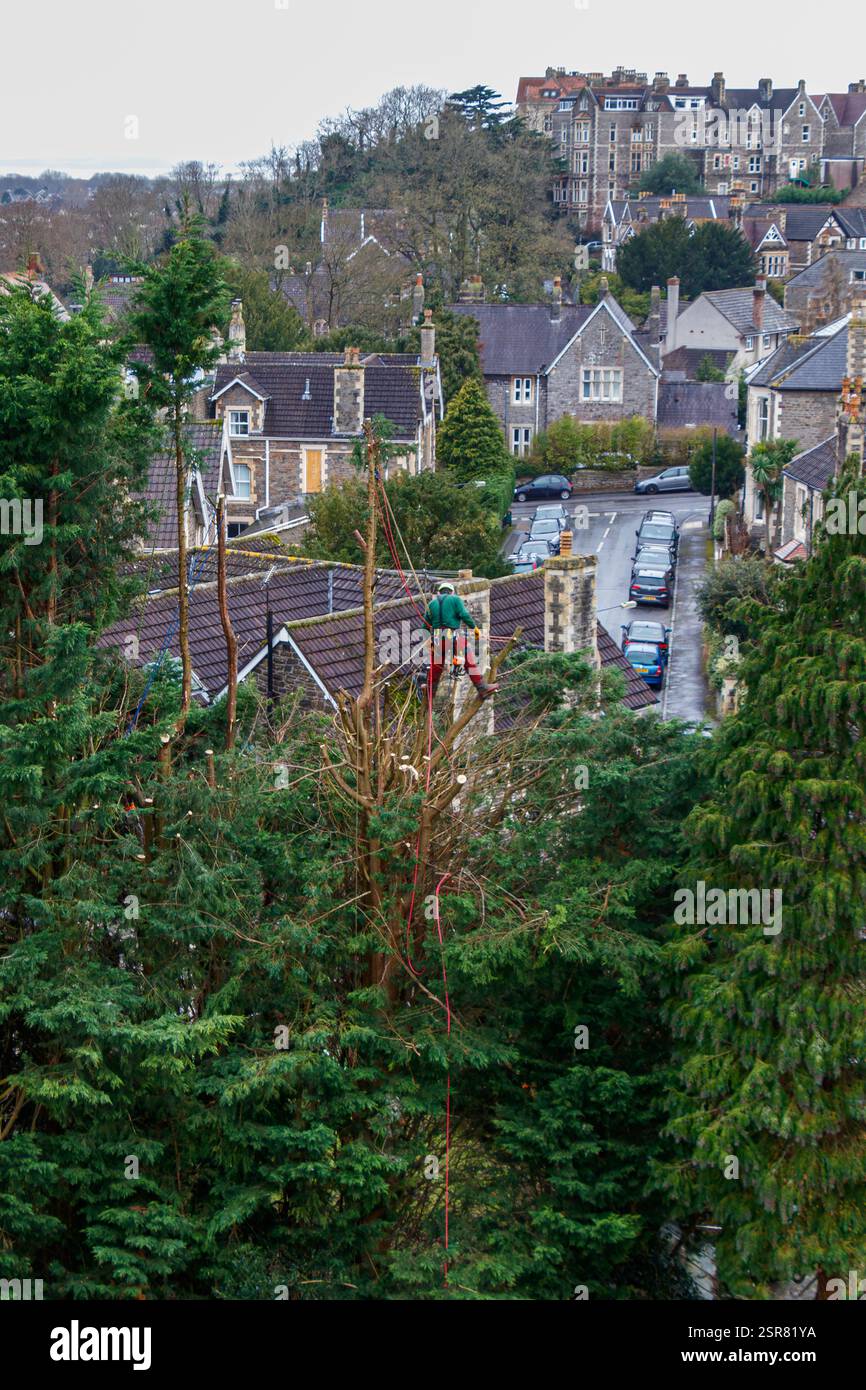 Tree surgeon up in the trees Stock Photo - Alamy