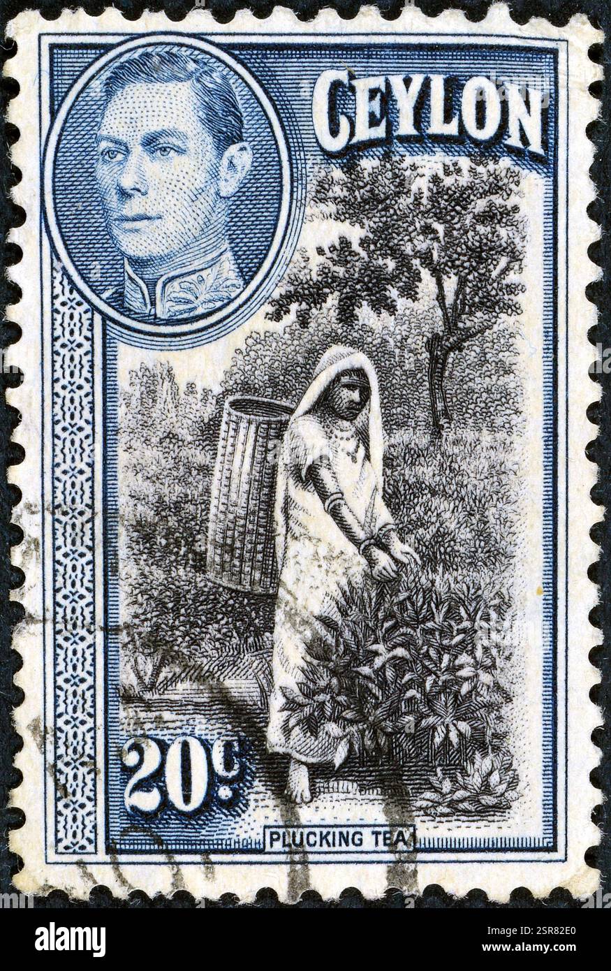 Cancelled postage stamp printed by Ceylon, that shows Plucking tea ...