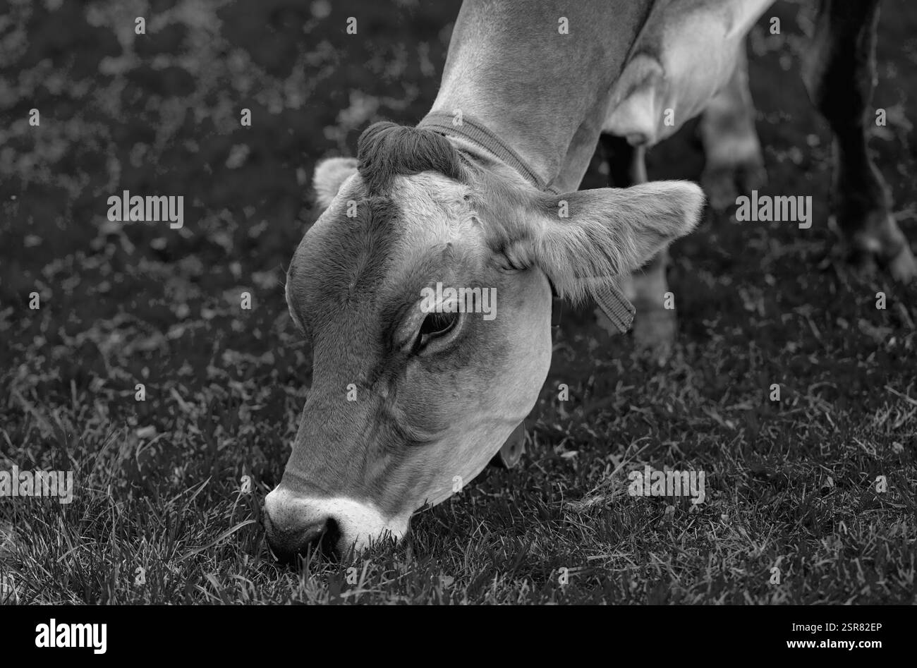 Cattle cow grazing on farmland. Grazing Cows in a Meadow with Grass ...