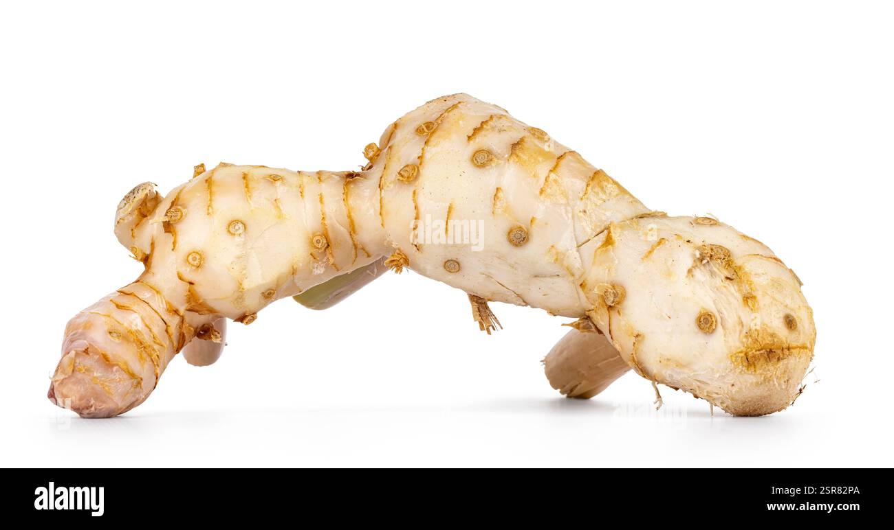 Close up of fresh galangal aka ginger root, isolated on a white ...