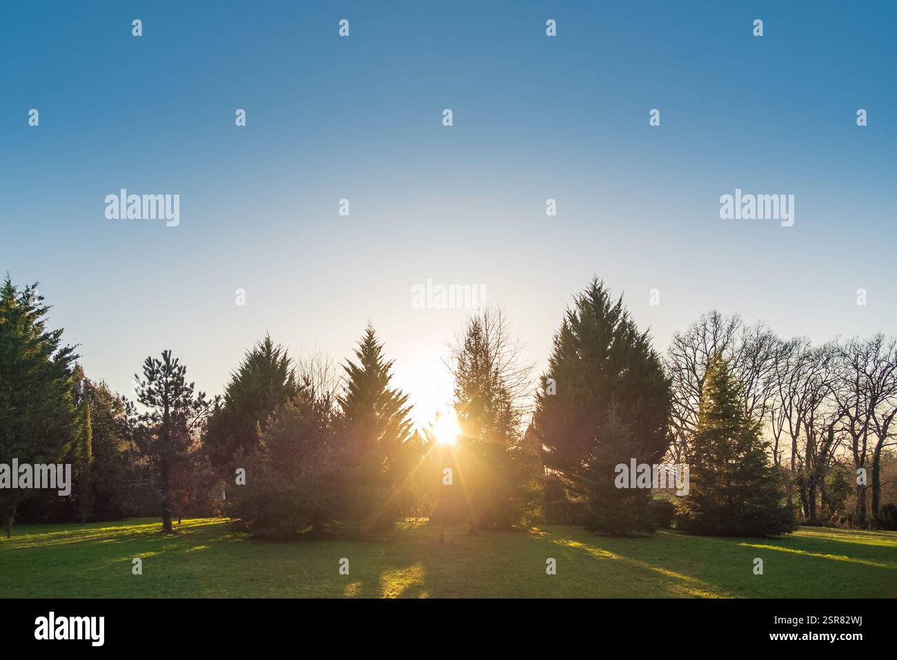 The last rays of sun filtering through some conifer trees as the sun ...
