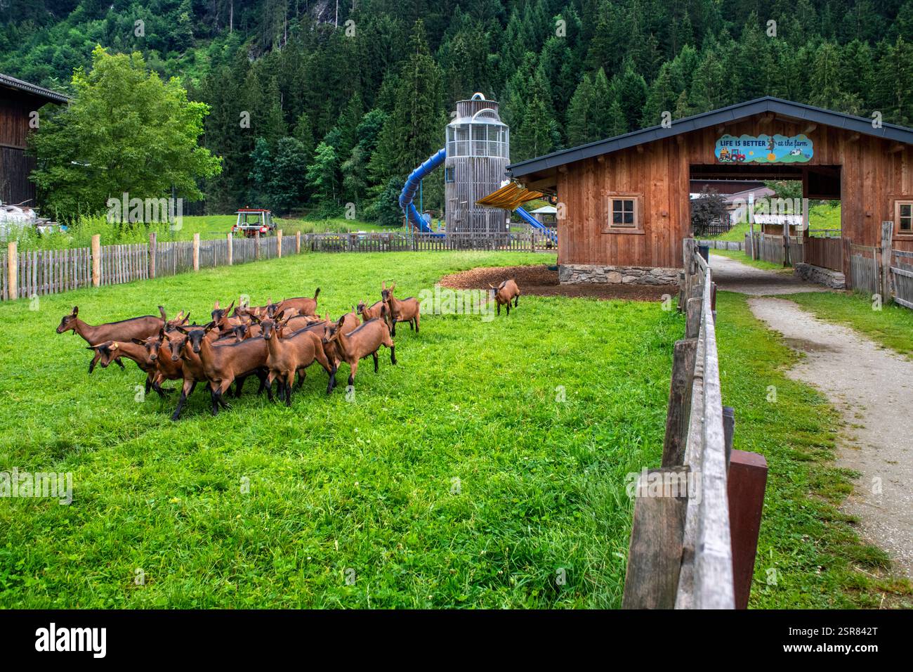 Goats in the Erlebnissennerei Zillertal Dairy & Show Farm, Mayrhofen ...