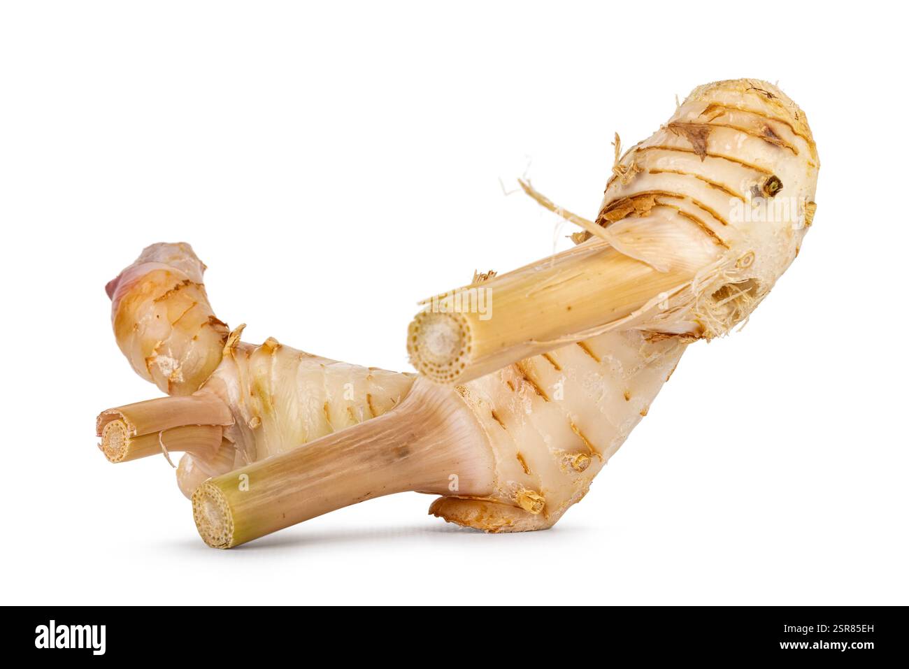 Close up of fresh galangal aka ginger root, isolated on a white ...