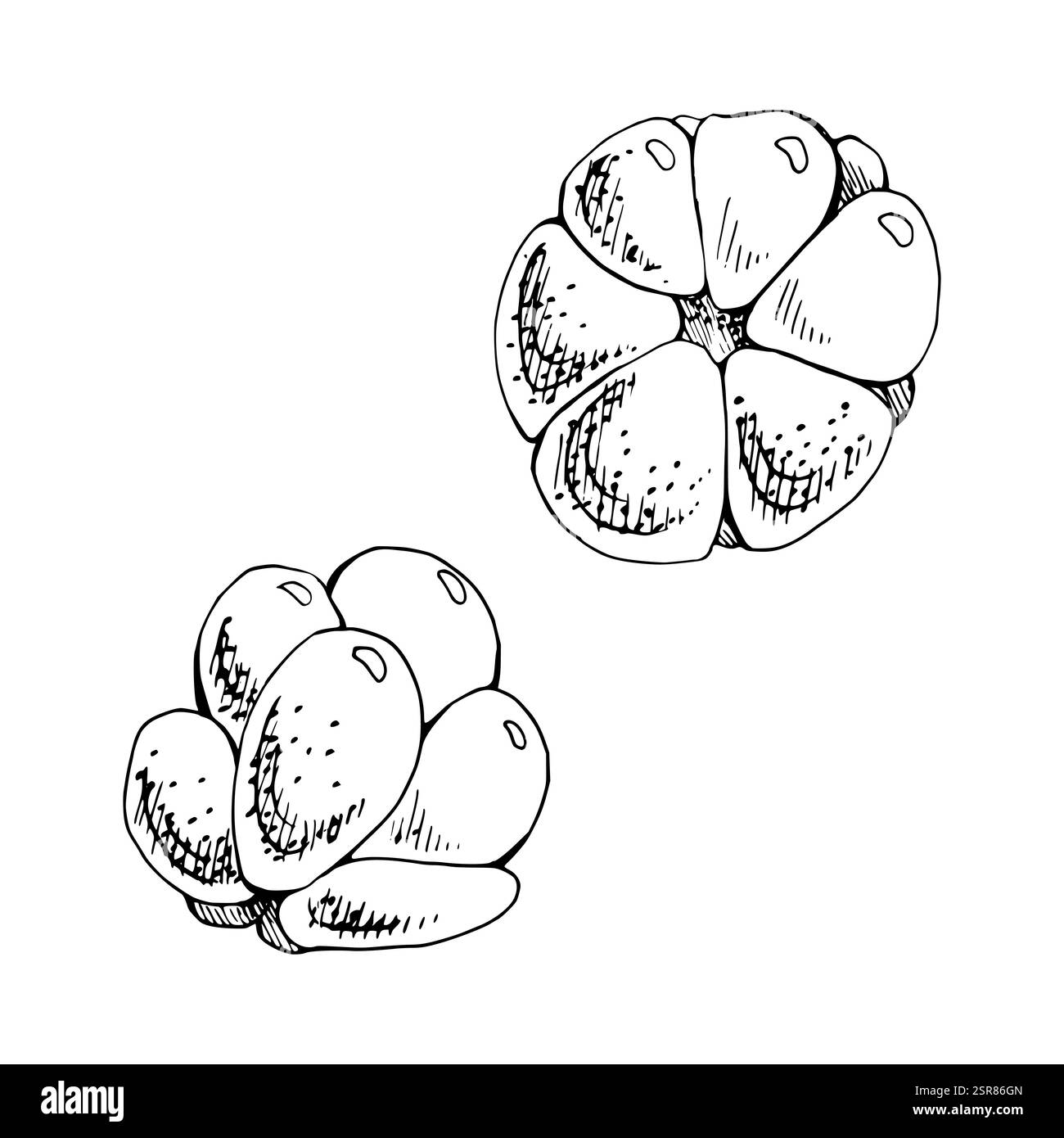 Cloudberry raspberry sloe fruit hand drawn vector ink, forest berry ...
