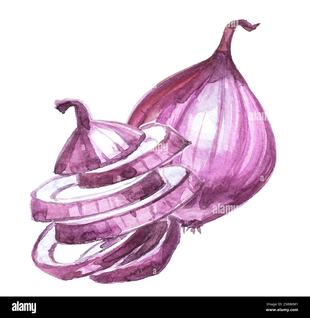 Watercolor onion isolated on white. Hand drawn vegetable illustration ...