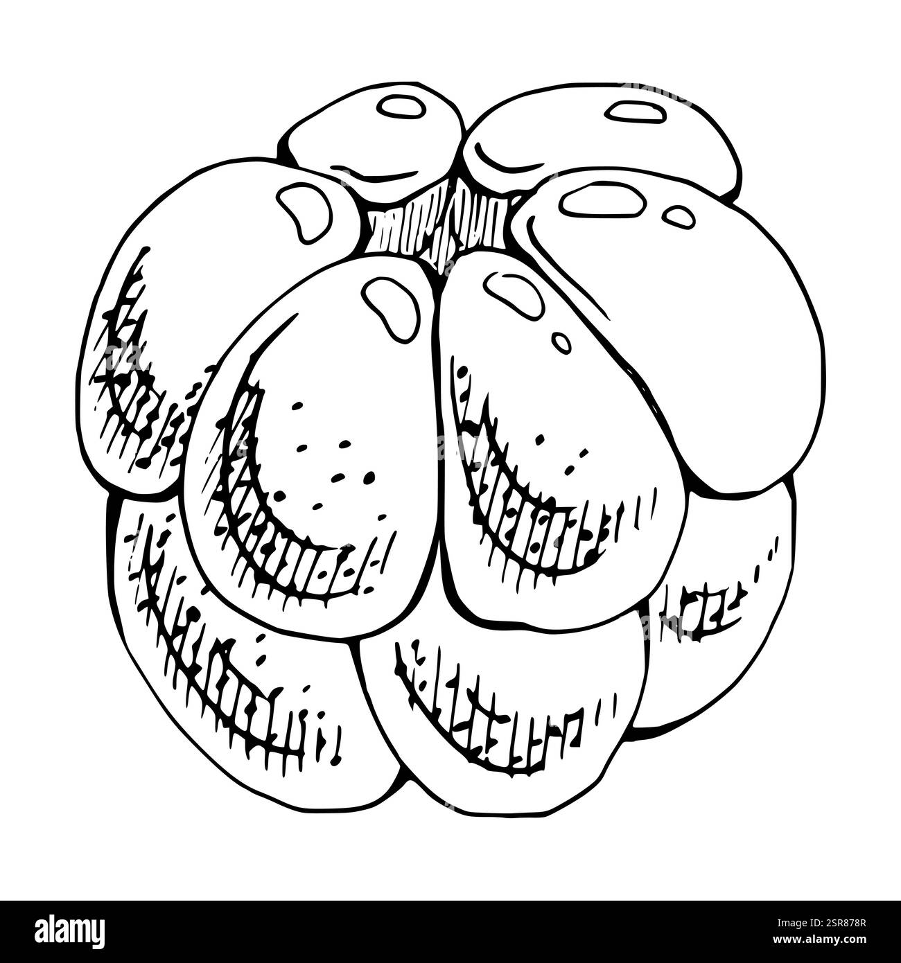 Cloudberry raspberry sloe fruit hand drawn vector ink, forest berry ...