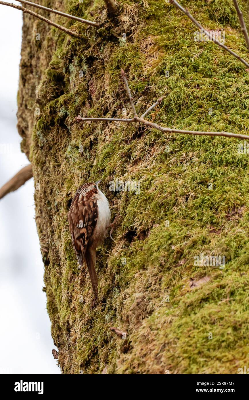 Treecreeper Certhia familiaris, streaked brown upperparts pale ...