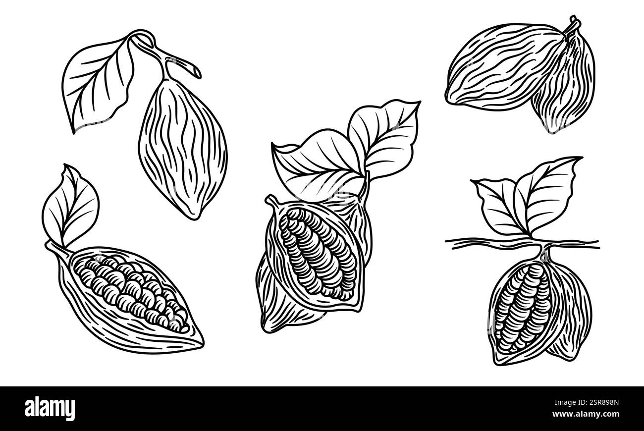 Cocoa beans powder chocolate Black and White Stock Photos & Images - Alamy