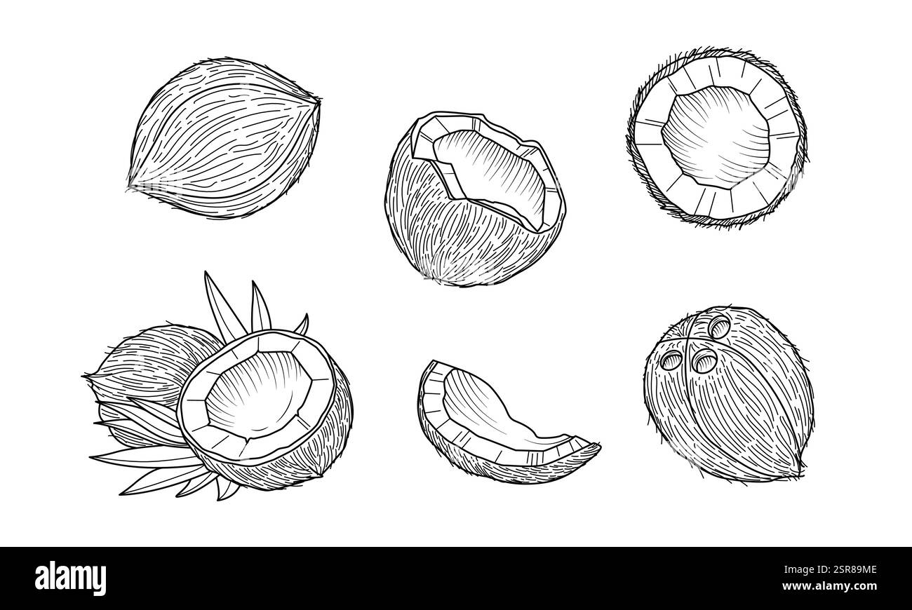 Coconut vintage sketch Stock Vector Image & Art - Alamy