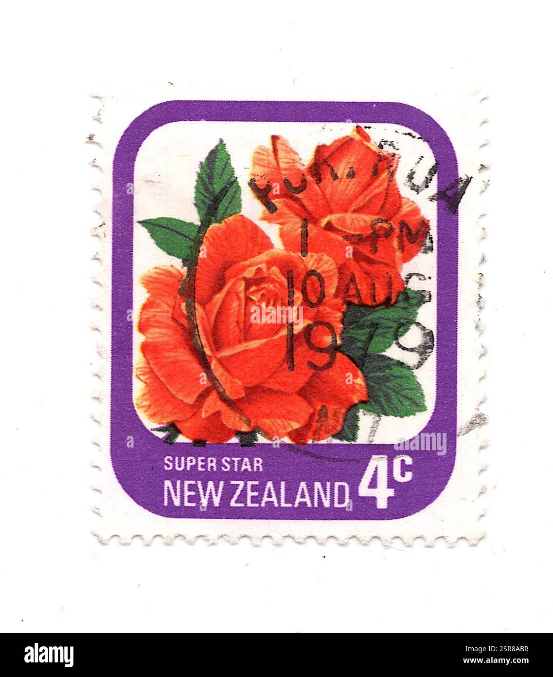 A vintage rose postage stamp from New Zealand isolated on a white ...