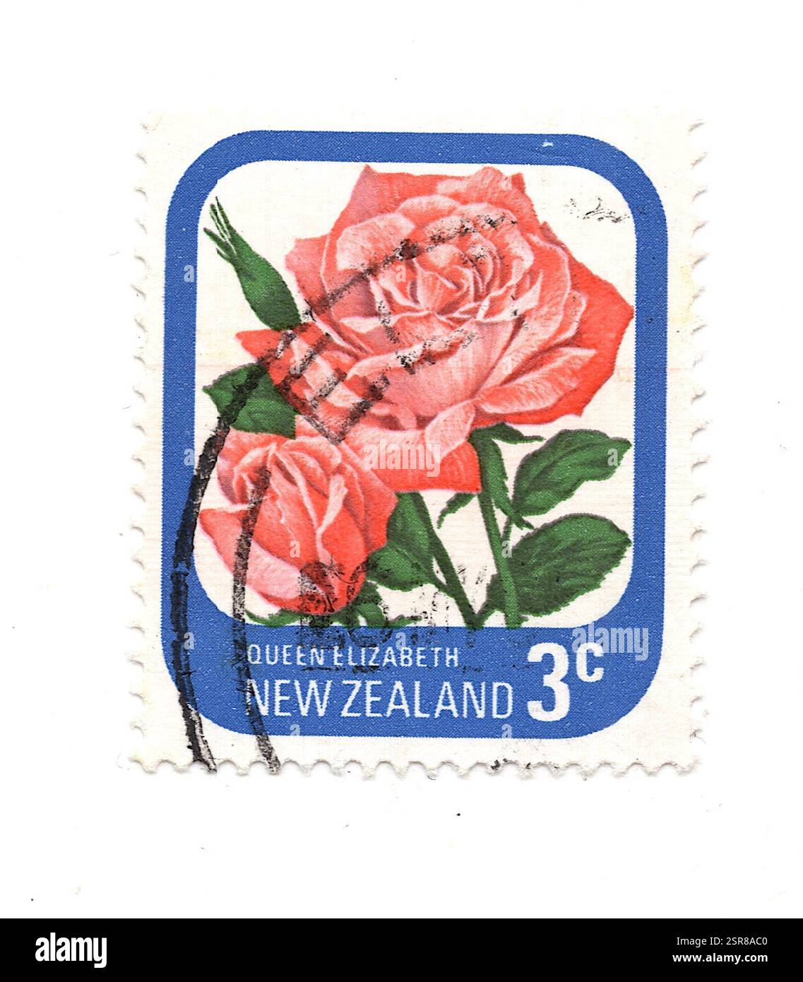 A vintage rose postage stamp from New Zealand isolated on a white ...