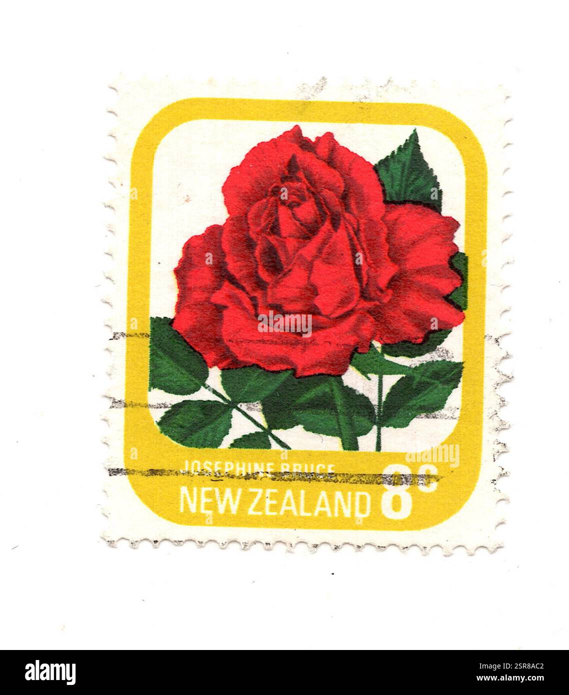 A vintage rose postage stamp from New Zealand isolated on a white ...