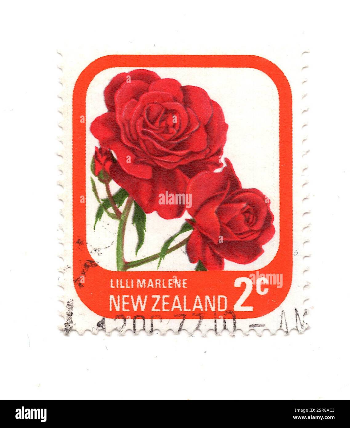 A vintage rose postage stamp from New Zealand isolated on a white ...