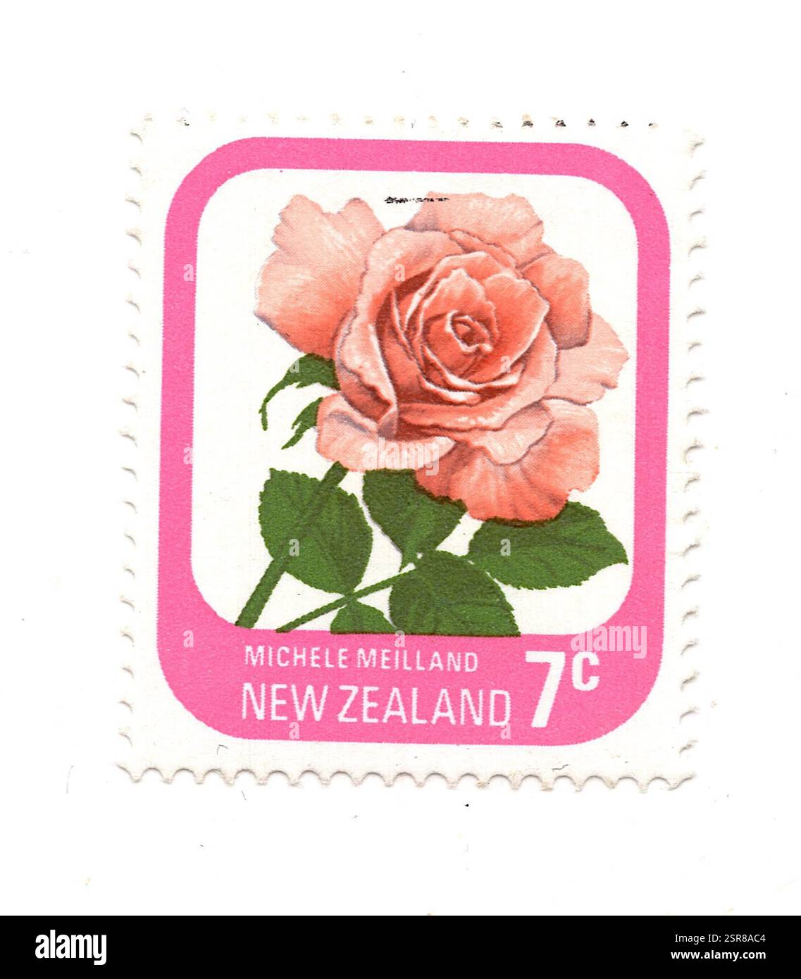 A vintage rose postage stamp from New Zealand isolated on a white ...