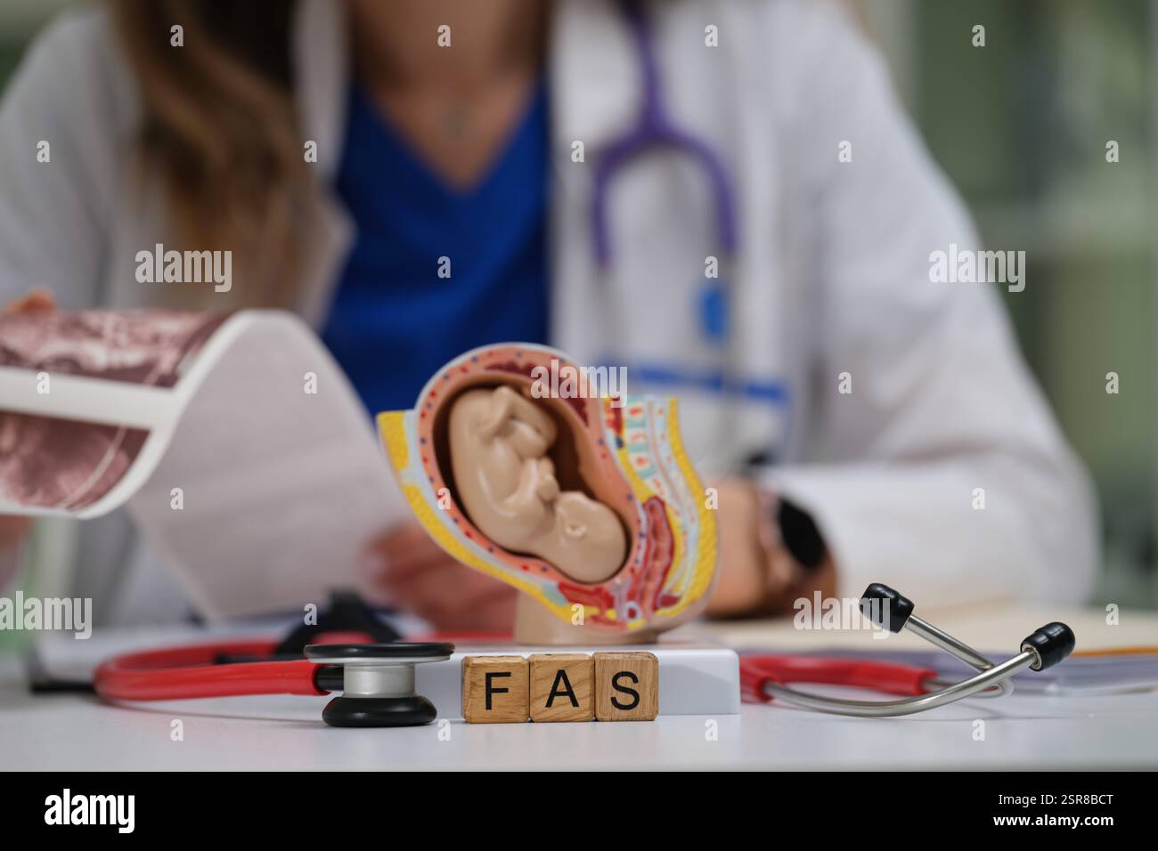 A Medical Professional is analyzing a detailed Ear Anatomy Model for ...
