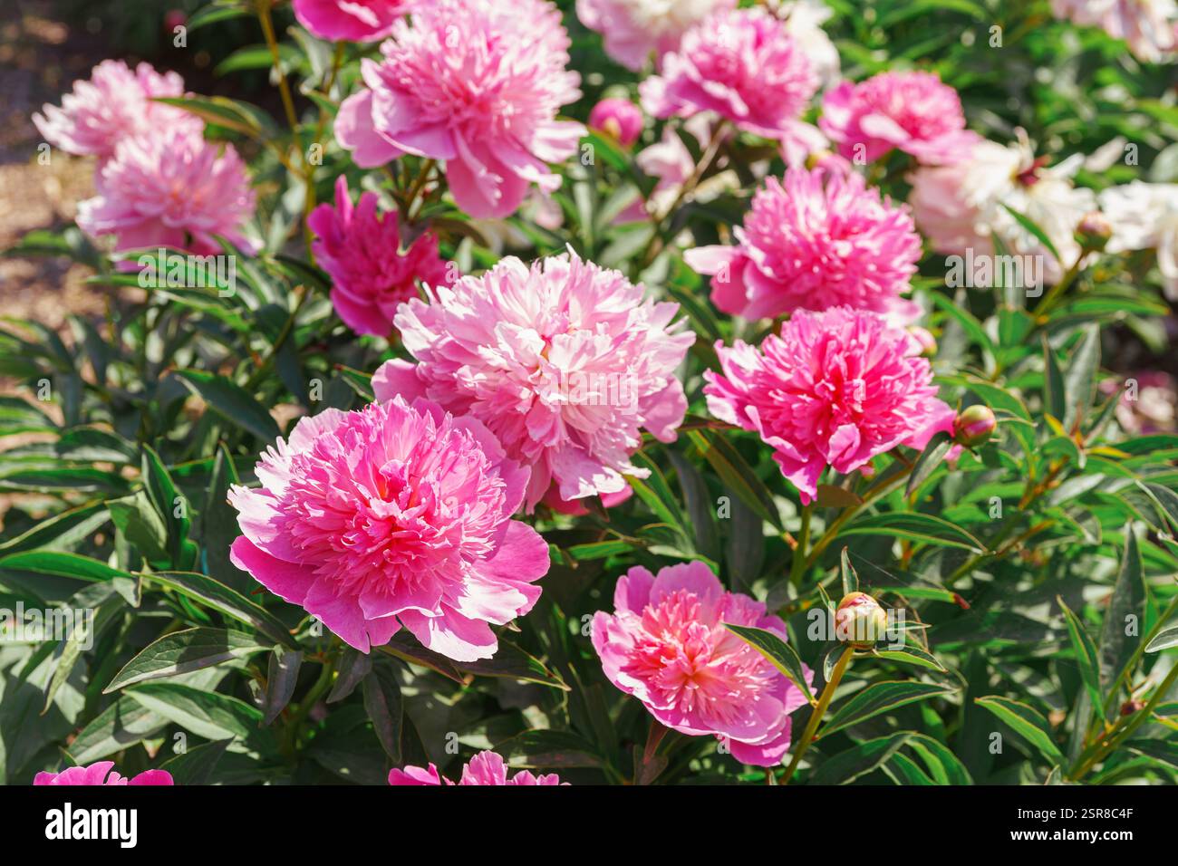 Vibrant fresh pink peony flower bush in full bloom in the garden or ...