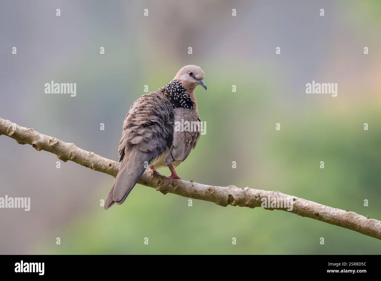 spotted dove (Spilopelia chinensis) is a small long-tailed pigeon that ...