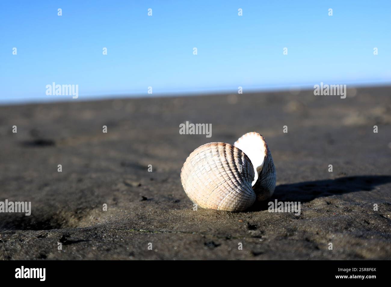 Muscheln am Strand von Römo, Stilleben, Herzmuscheln Stock Photo - Alamy