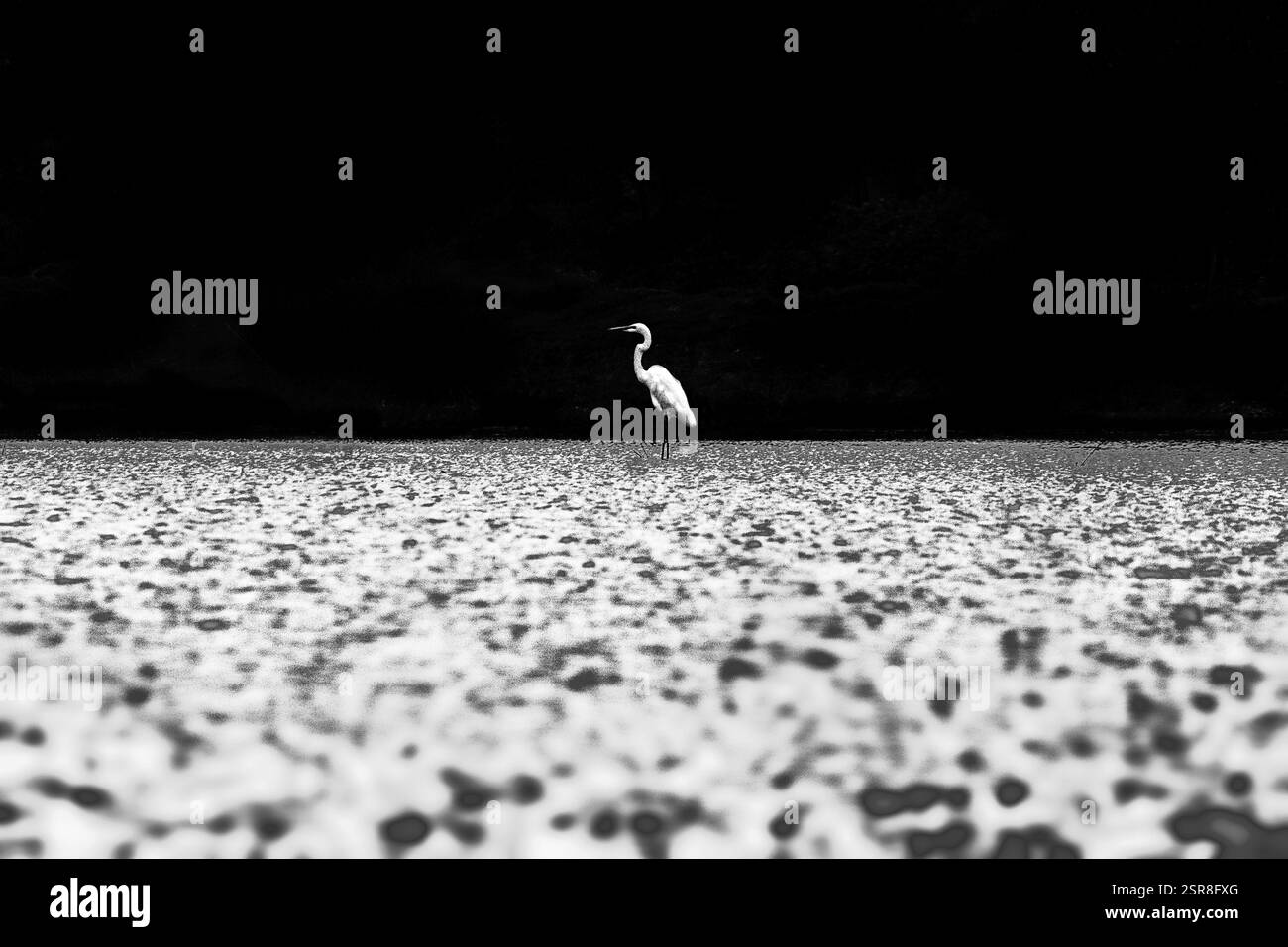 Crane bird in lake kolkata west bengal, India, Asia Stock Photo - Alamy