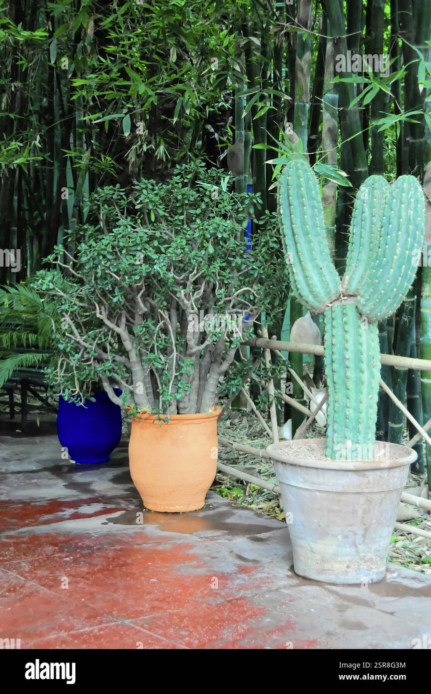 Jardin Majorelle, botanical garden in Marrakech, potted plants with ...