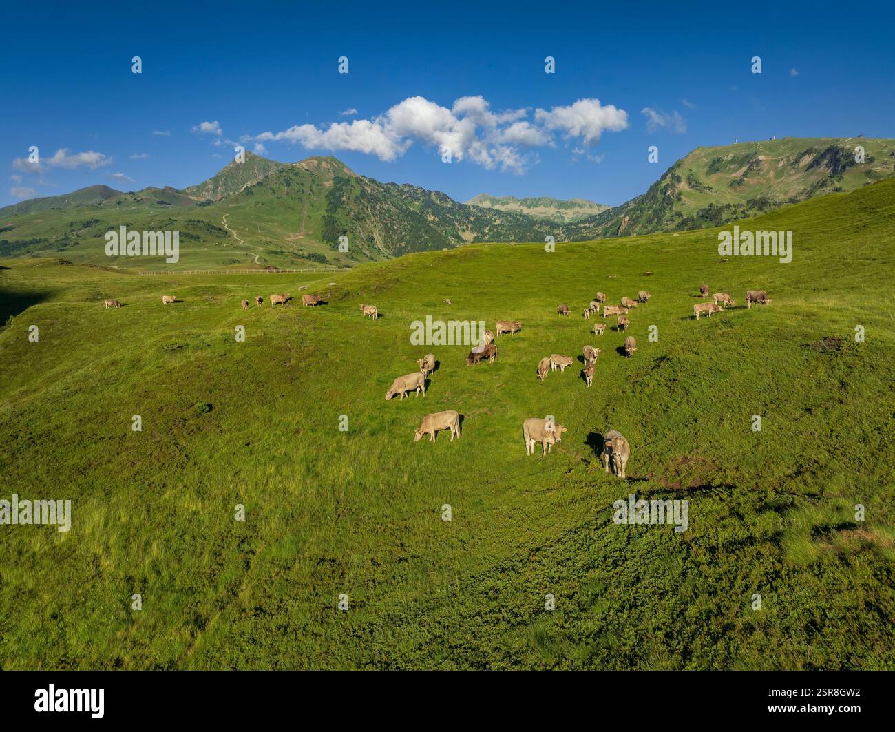 Aerial view of the meadows of Pla de Beret with cows on a summer ...