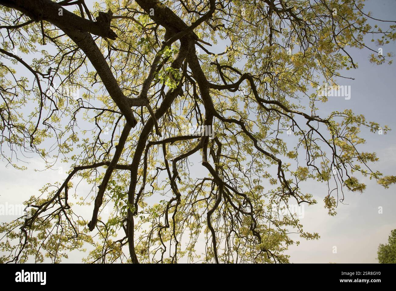 Branch of tree, prem sarovar gajipur chata, mathura, uttar pradesh ...
