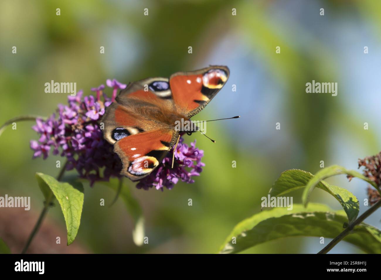 Peacock butterfly (Aglais io) adult insect feeding on garden Buddleja ...