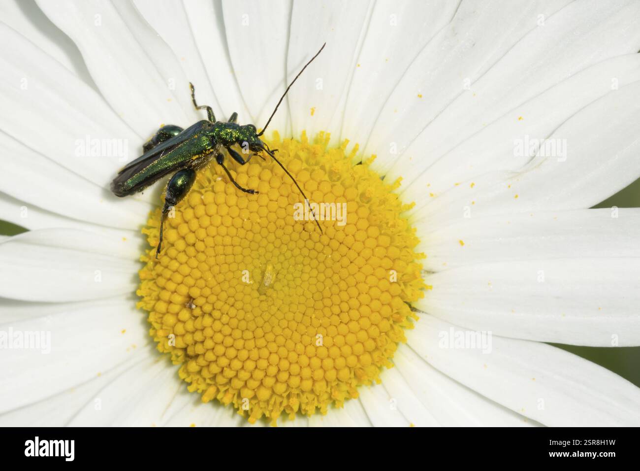 Thick-legged flower beetle (Oedemera nobilis) adult insect on an Oxeye ...