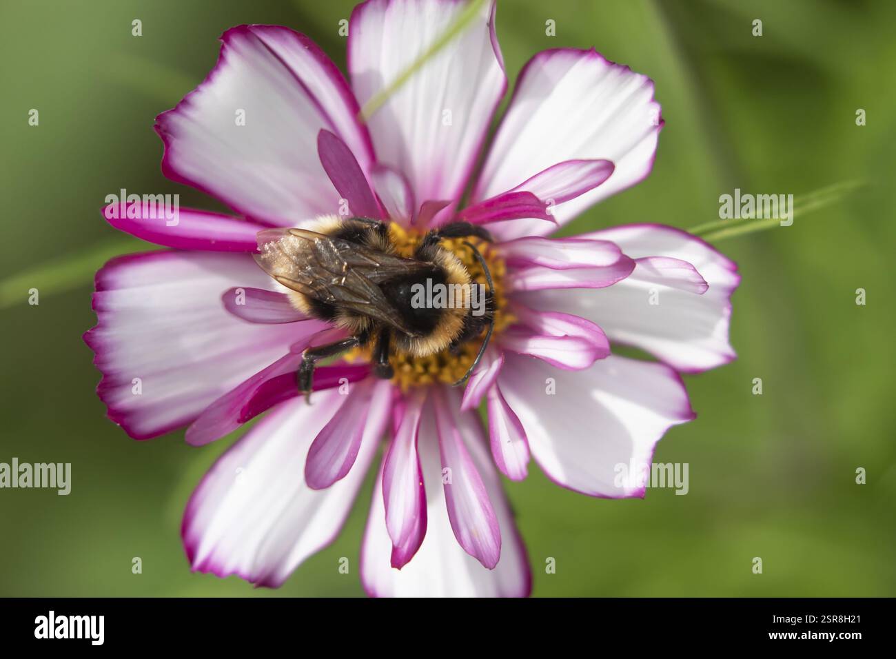 Bumblebee (Bombus spp) adult bee insect feeding on a Cosmos flower in ...