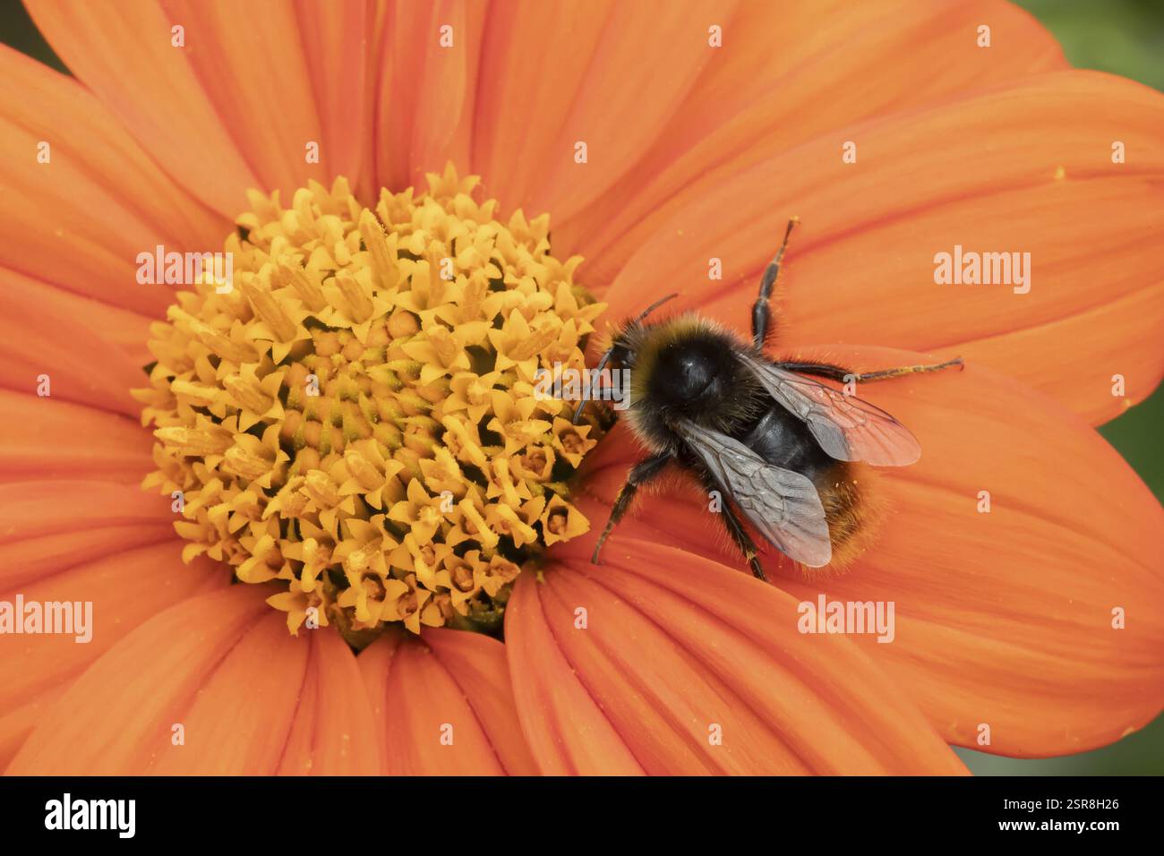 Bumblebee (Bombus spp) adult bee feeding on a Mexican sunflower ...
