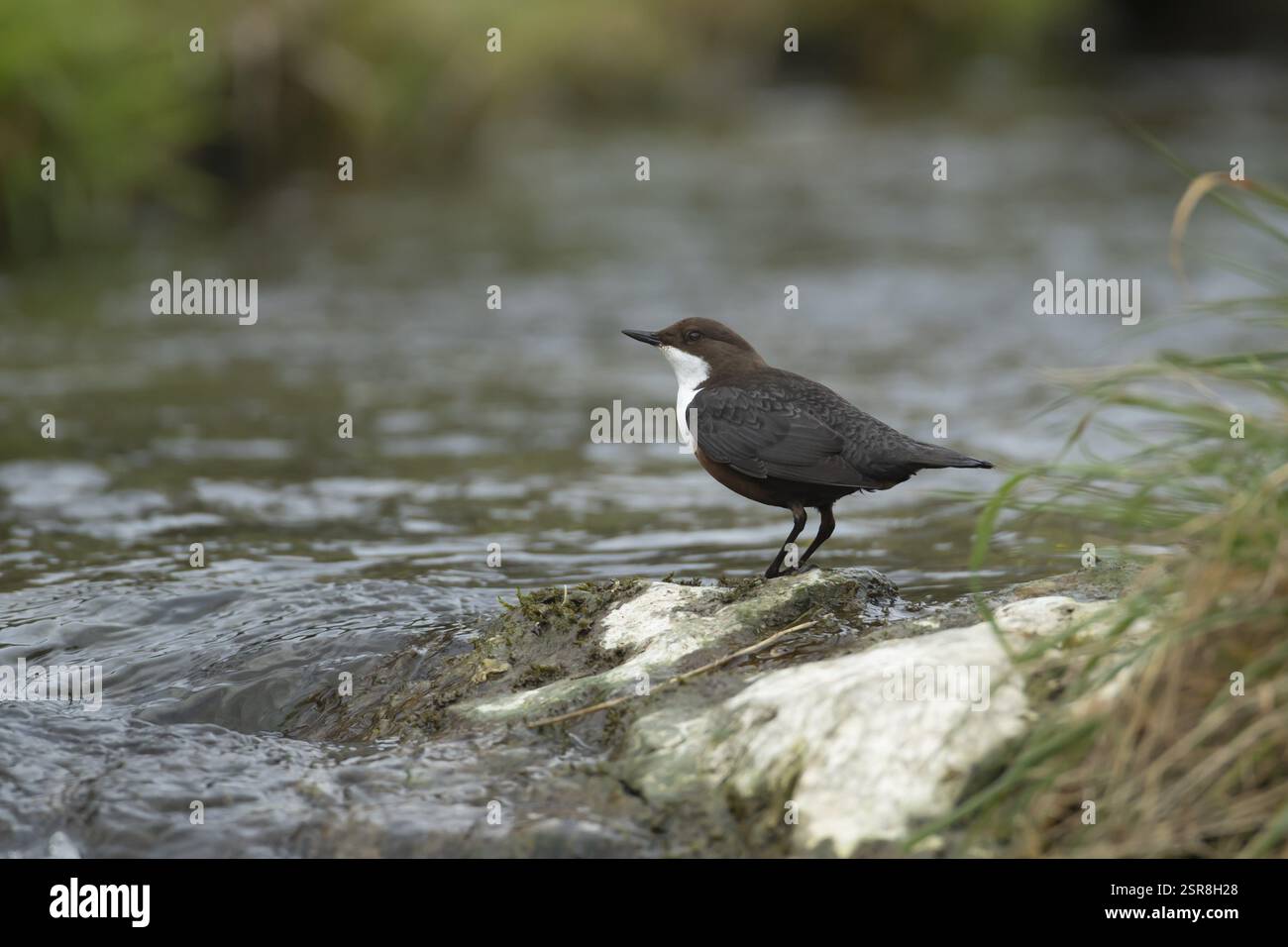 White-throated dipper (Cinclus Cinclus) adult bird on rocks by a river ...