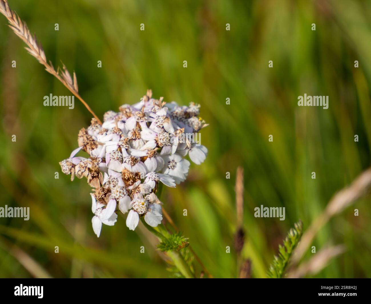 Flora in the mountain on the Lofoten Islands in the summer, Norway ...