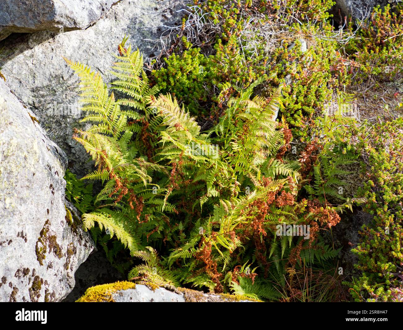 Flora in the mountain on the Lofoten Islands in the summer, Norway ...