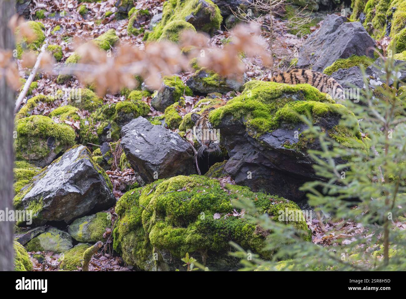 One young female Siberian Tiger, Panthera tigris altaica, hiding behind ...