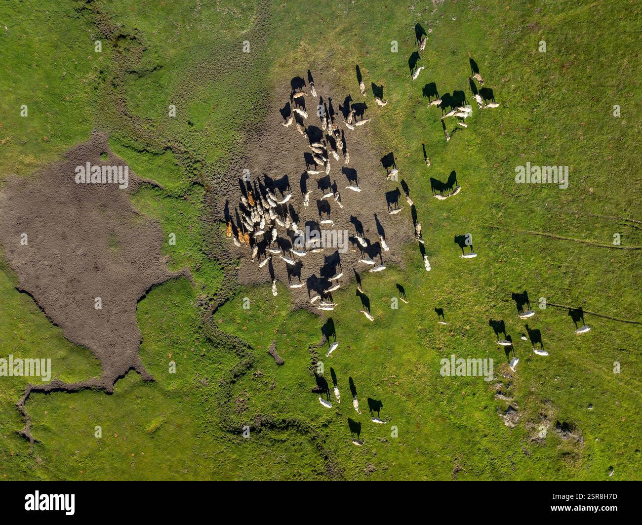 Aerial view of the meanders of the Noguera Pallaresa river, in the Pla ...