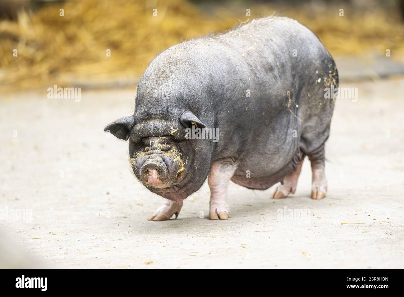 Vietnamese Pot-bellied pig, Bavaria, Germany, Europe Stock Photo - Alamy