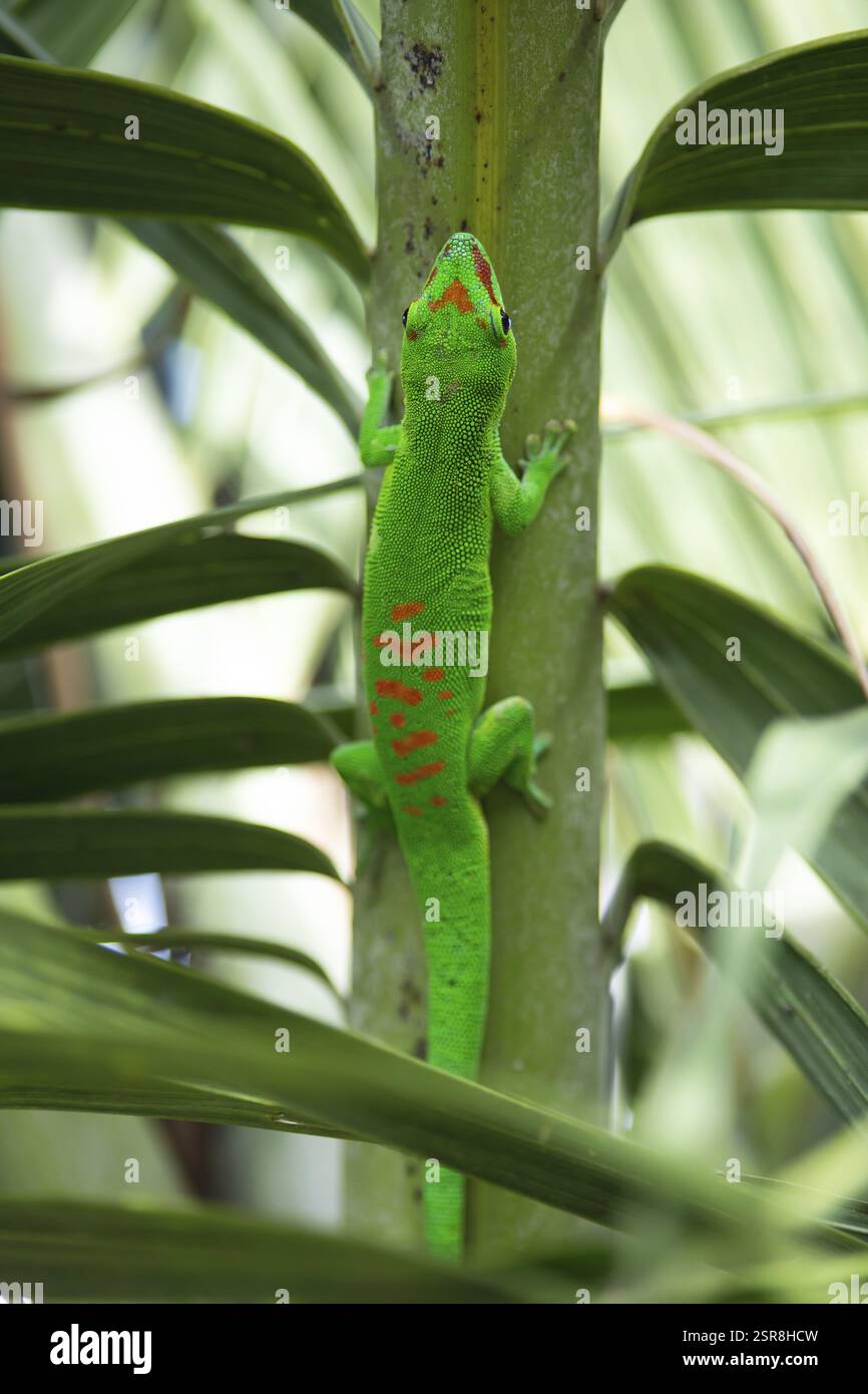 Madagascar giant day gecko (Phelsuma grandis) in the garden of the ...