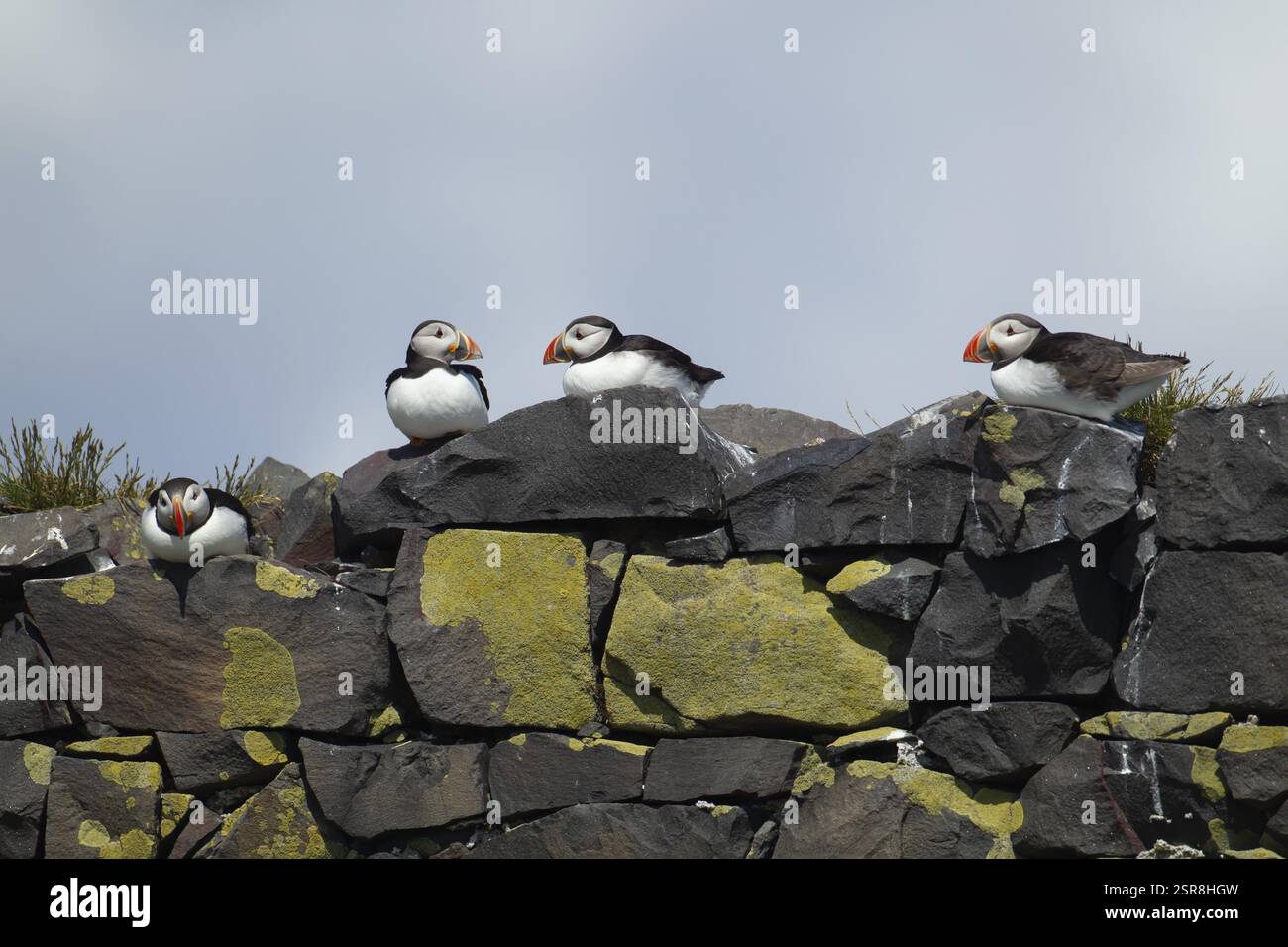 Atlantic puffin (Fratercula arctica) four adult birds on coastal sea ...