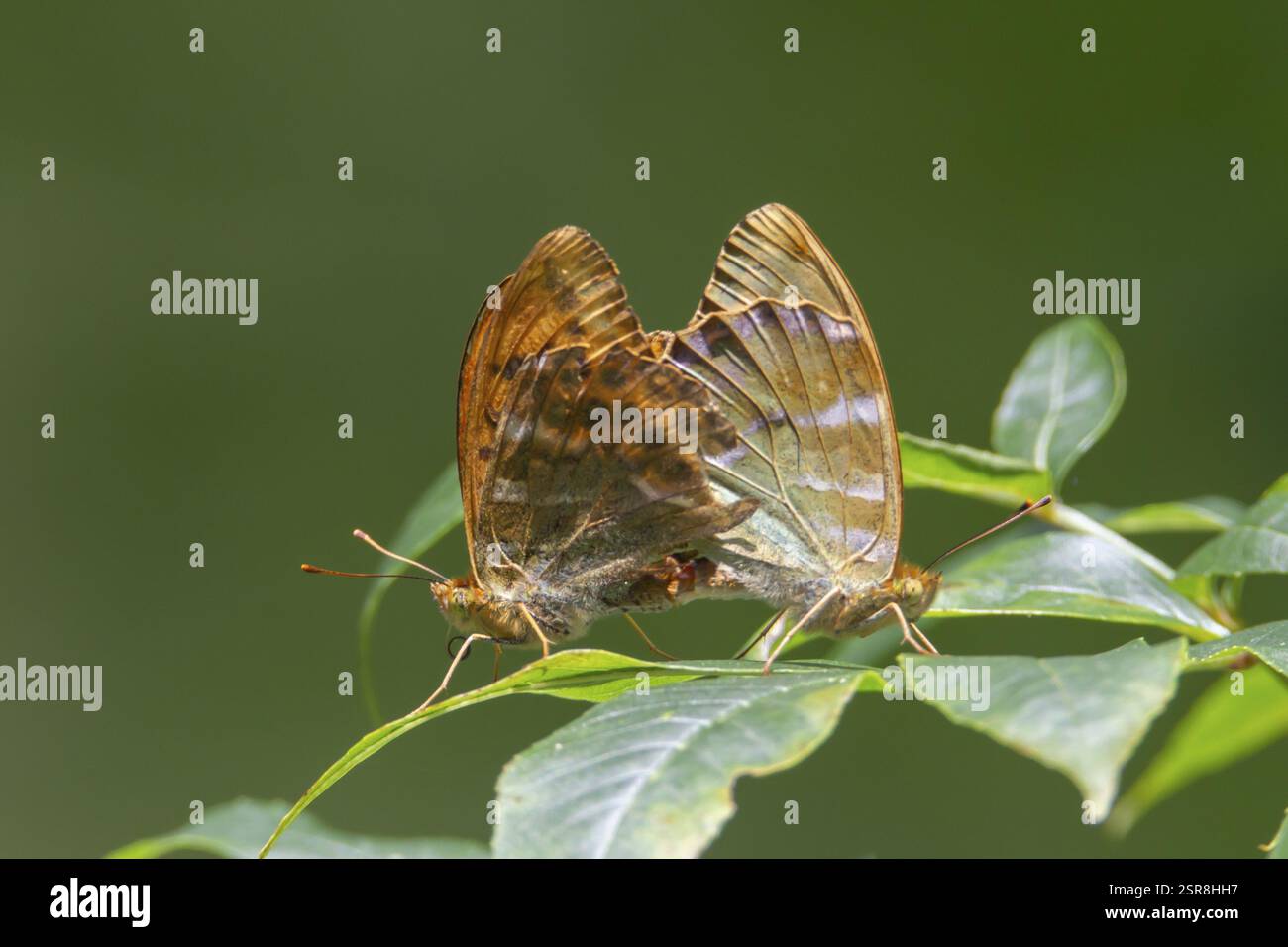 Silver-washed fritillary butterfly (Argynnis paphia) two adult insects ...