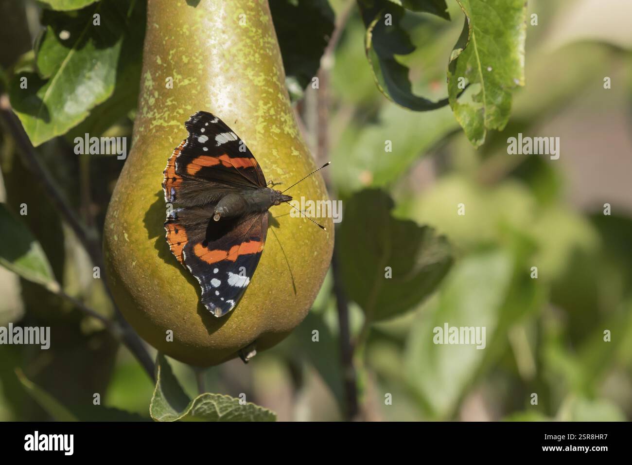Red admiral butterfly (Vanessa atalanta) adult insect resting on a pear ...
