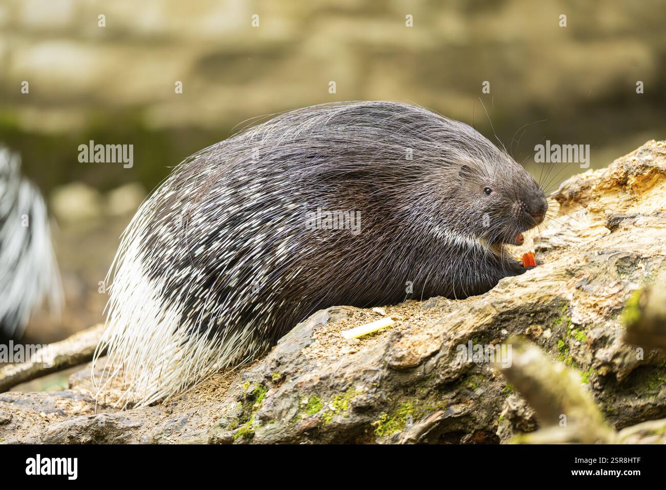Old World porcupines (Hystrix cristata), Germany, Europe Stock Photo ...