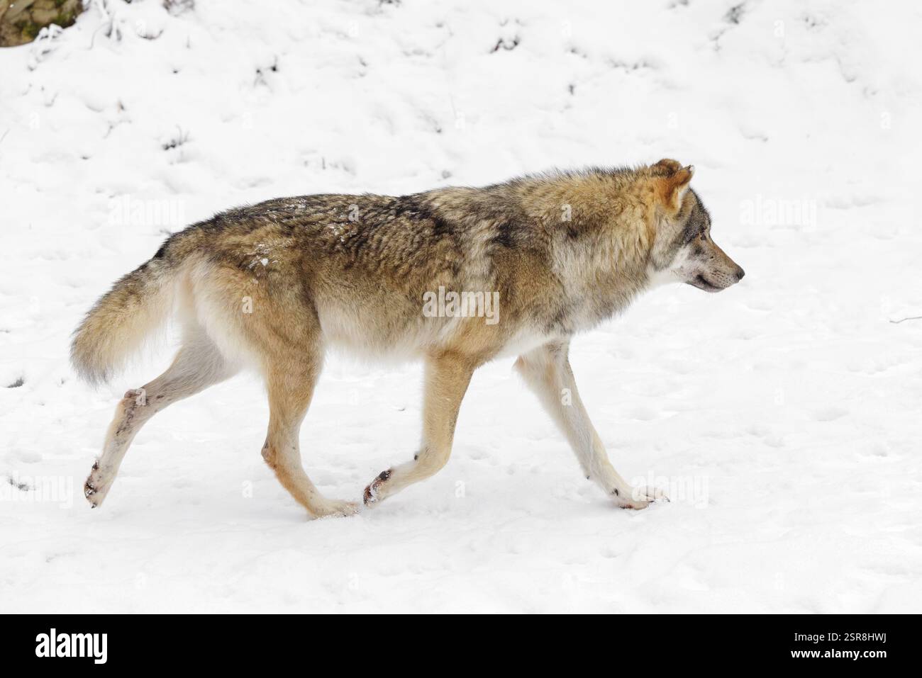 An adult grey wolf (Canis lupus lupus) runs across the sloping, snow ...