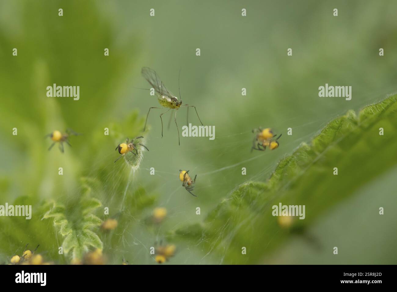 Winged aphid on a Nettle leaf with baby Garden spiders on a web in ...