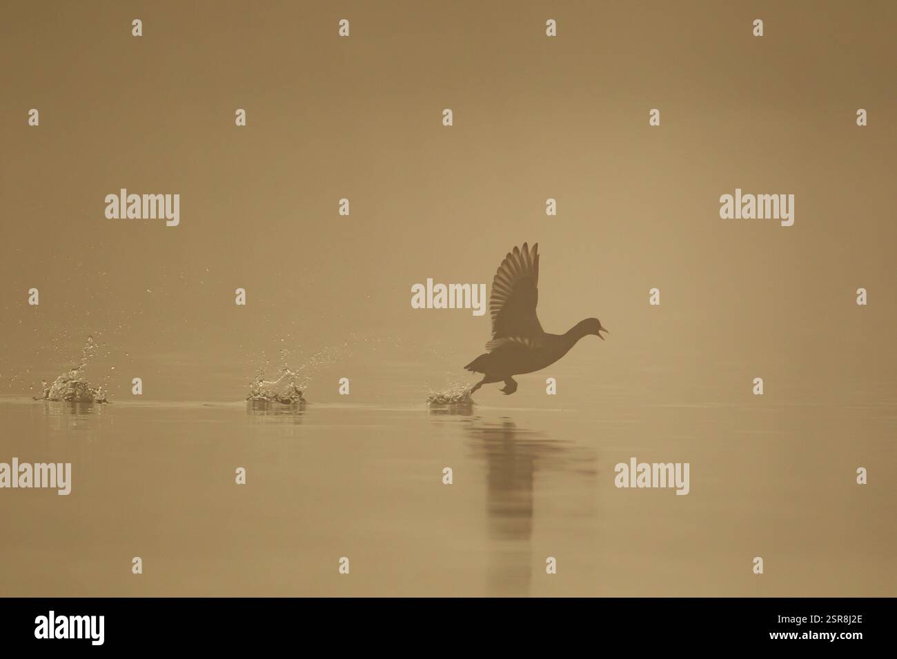Eurasian coot (Fulica atra) silhouette of an adult bird running on ...