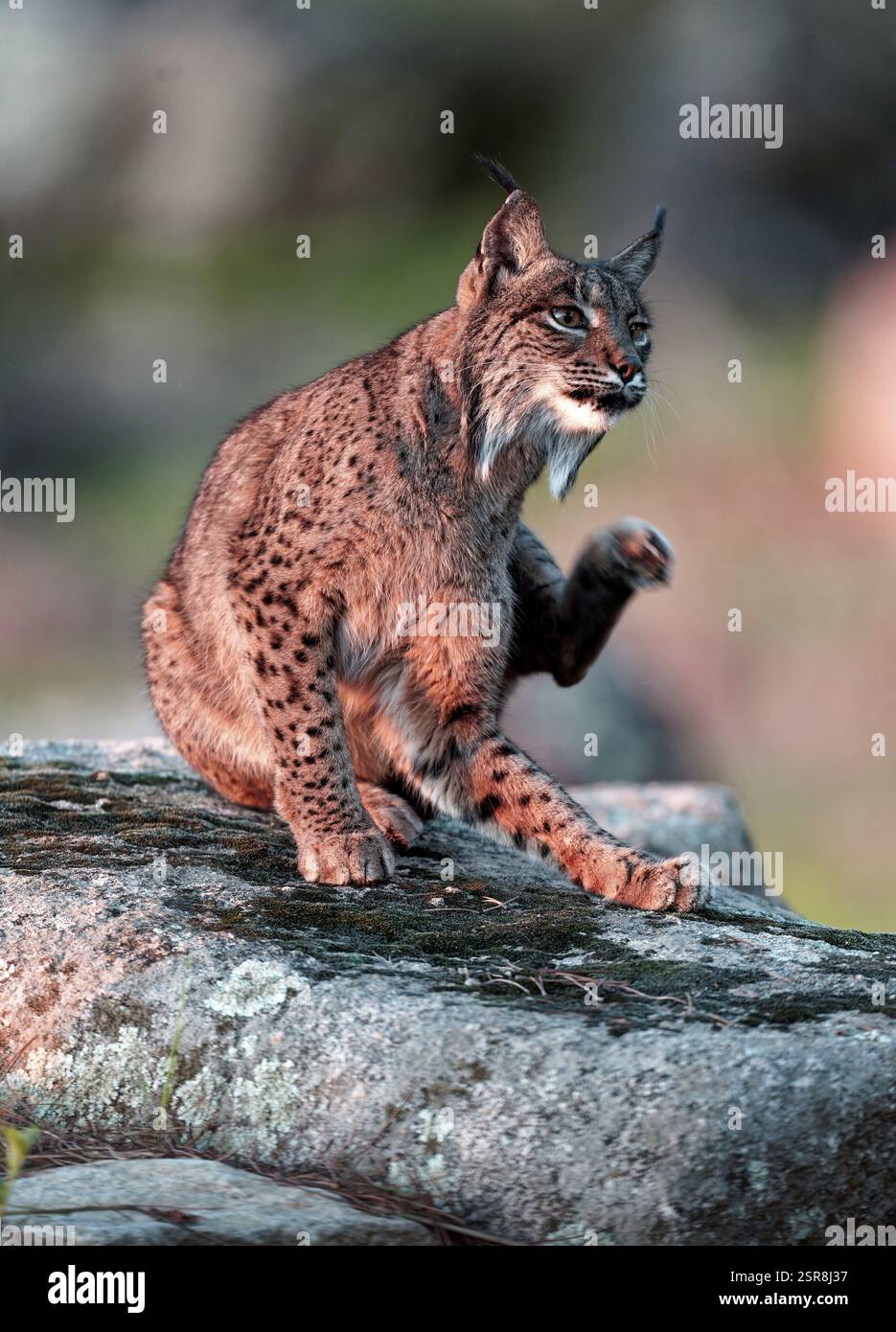 Lynx (Lynx pardinus), portrait, morning light, fur cleaning, forest ...