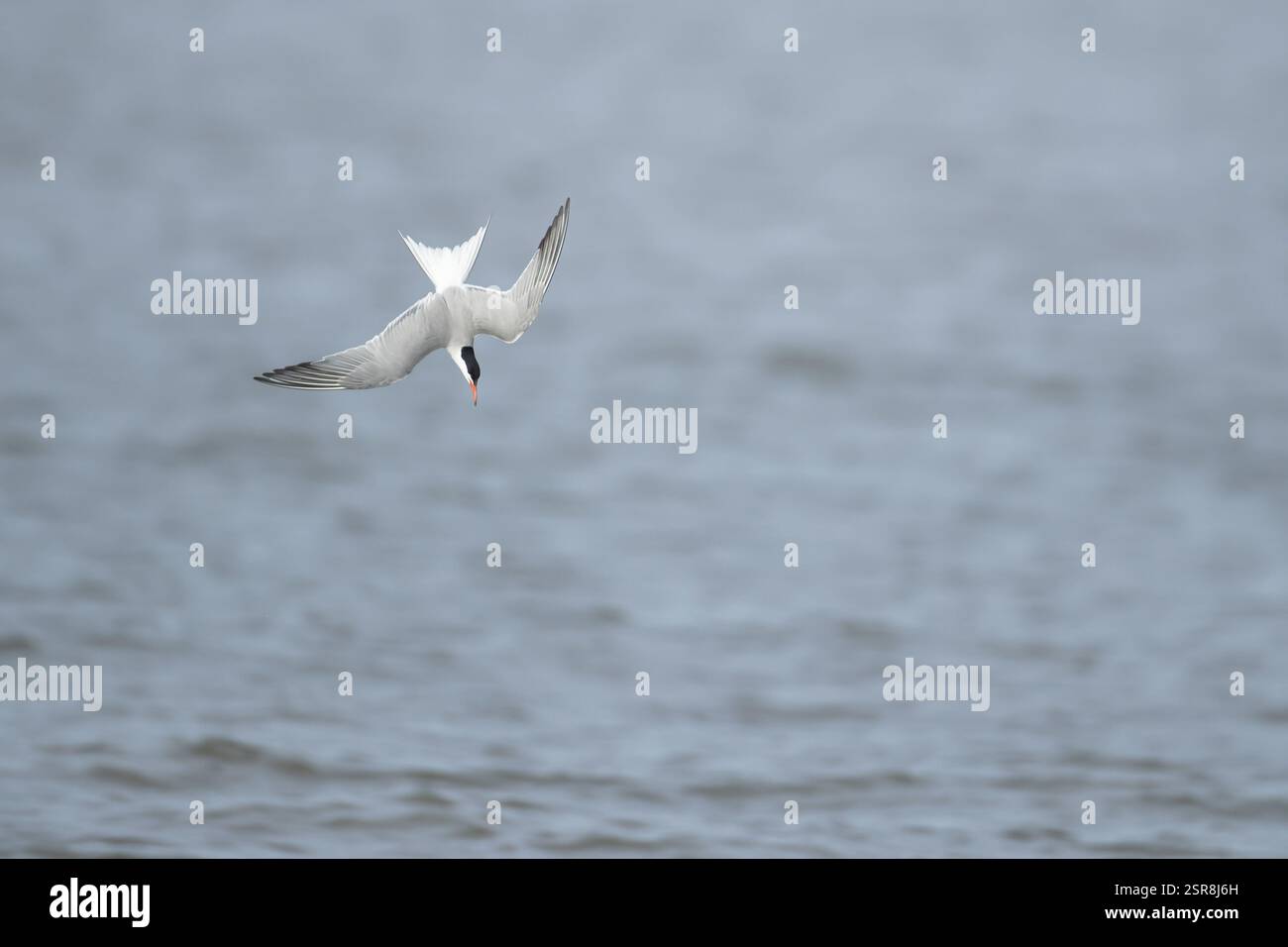Common tern (Sterna hirundo) adult bird diving in flight towards the ...